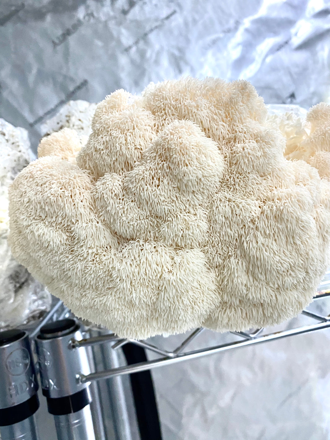 Metro Mushrooms – METRO MUSHROOMS